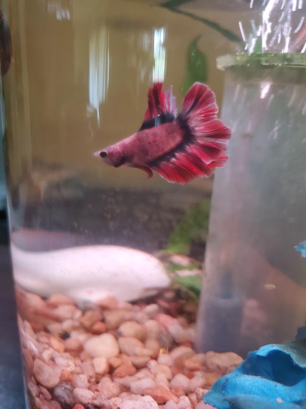 Imagitarium Male Stars & Stripes Betta Fish