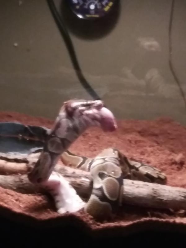 Frozen Fuzzy Rat, Count of 10 | Petco