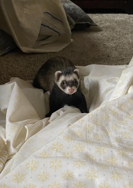 Higgins InTune Grain-Free Complete Balanced Diet Ferret