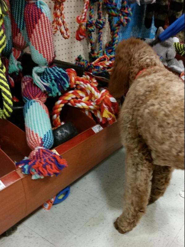 PetAg Esbilac Goat's Milk Powder, 12 oz | Petco