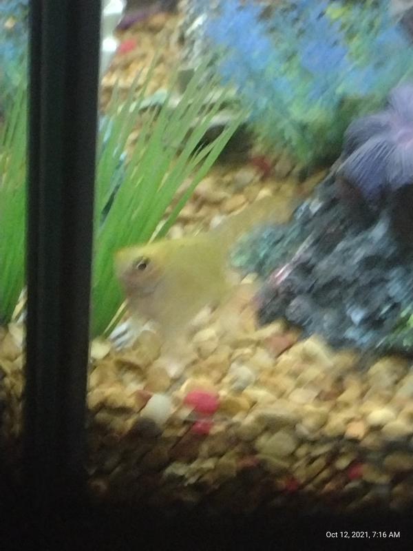 Panda Angelfish For Sale | Petco