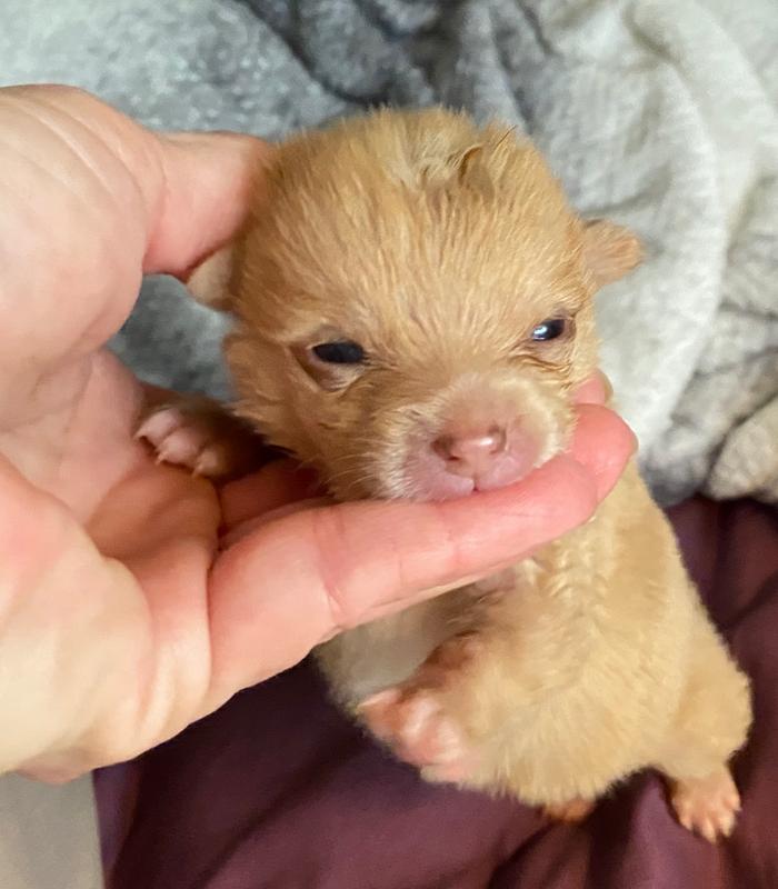 PetAg Esbilac 2nd Step Puppy Weaning Food, 14 oz. | Petco