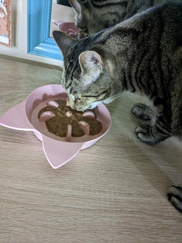 WholeHearted Grain Free Best Sellers Flakes Wet Cat Food Variety Pack ...