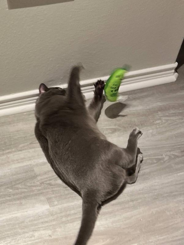 Catstages Crunchy Pickle Kicker Dental Catnip Cat Toy, Medium | Petco