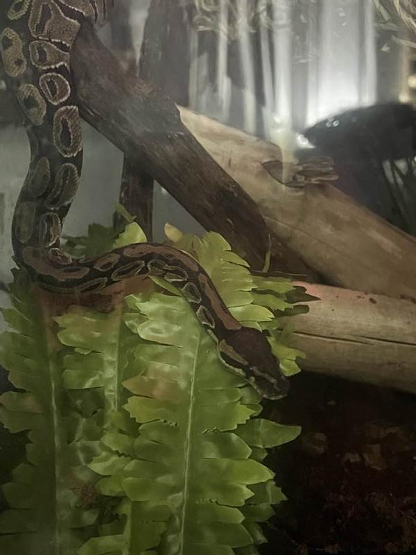 Ball Pythons for Sale | Python regius | Petco