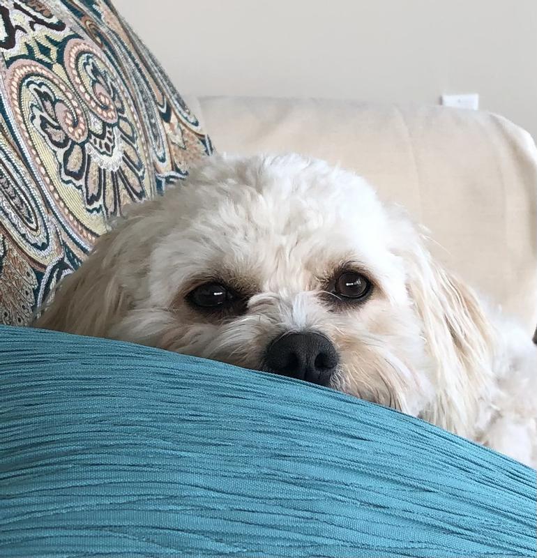 Well & Good Black 2-Sided Slicker Dog Brush, Small | Petco