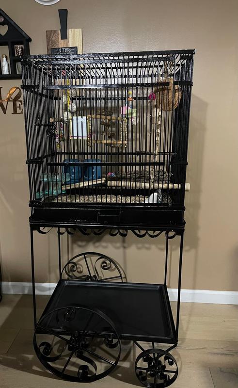 Blue Parakeets for Sale | Melopsittacus undulatus | Petco