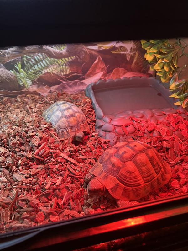 Hermann's Tortoise For Sale | Petco