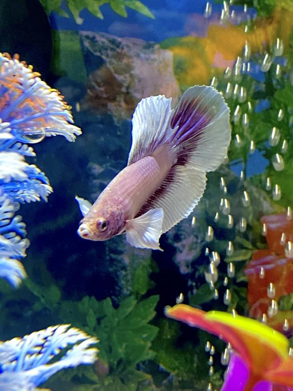 Pink Orchid Betta For Sale - Male | Petco