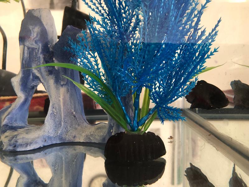 Male King Betta Fish | Petco