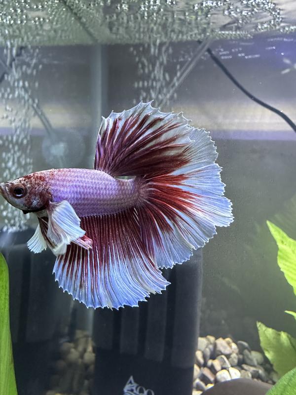 Imagitarium Male Elephant Ear Betta Fish for Freshwater