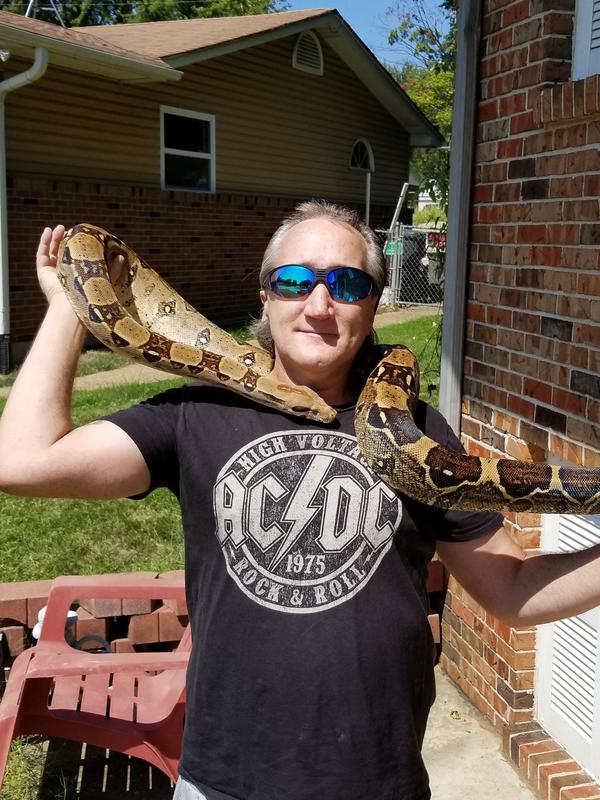 Frozen XL (Jumbo) Rat, Count of 25 | Petco