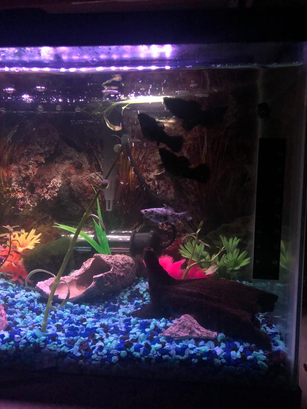 Tetra Color Plus Tropical Flakes Fish Food, 7.06 oz. | Petco