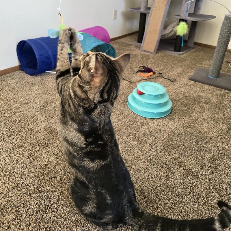 Leaps & Bounds Flinger-Style Dragonfly Cat Toy, X-Small | Petco