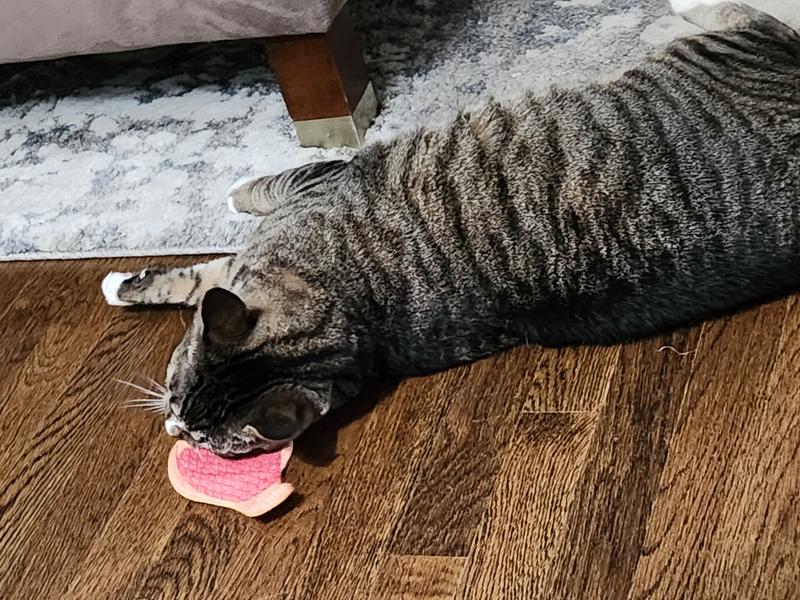 Leaps & Bounds Flatty Fish Cat Toy, X-Small | Petco