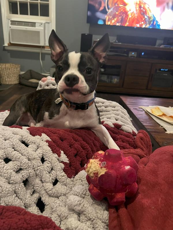 Leaps & Bounds Flocked Ball with Nubs Dog Toy, Small | Petco