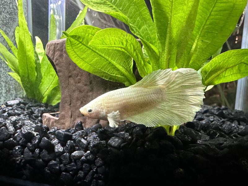 Imagitarium Male White Opal Betta Fish for Freshwater Tanks