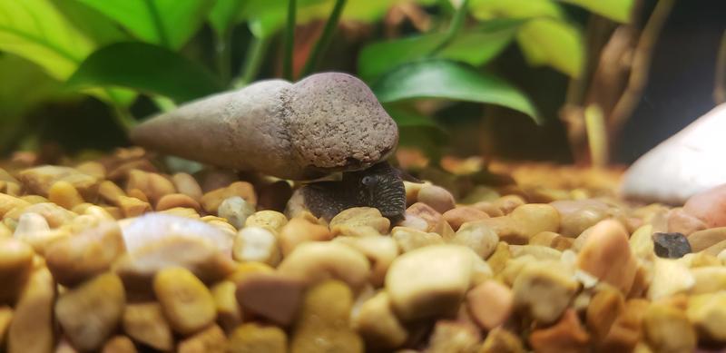 Chocolate Rabbit Snail For Sale | Petco