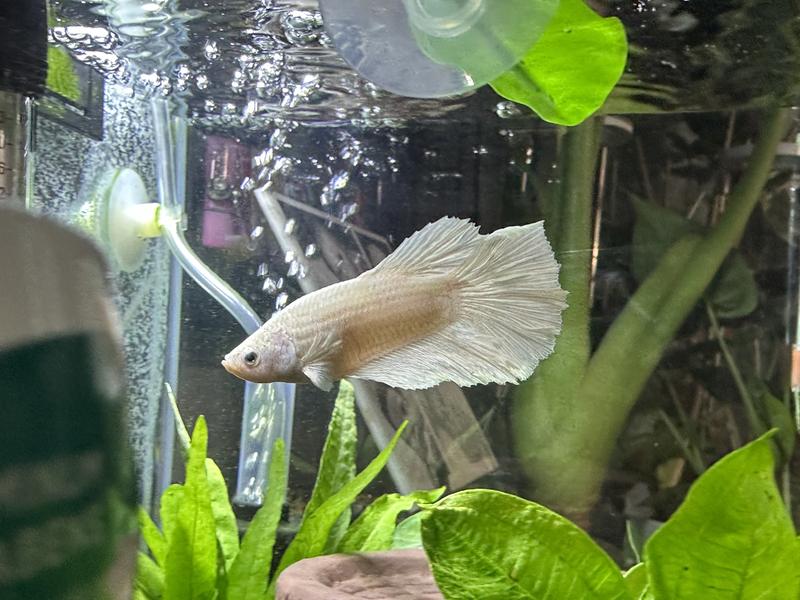 Imagitarium Male White Opal Betta Fish for Freshwater Tanks