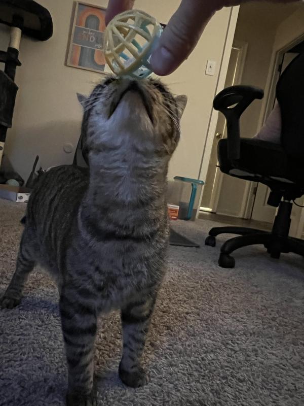 Leaps & Bounds Cage Sponge Ball Cat Toy, Pack of 4 | Petco