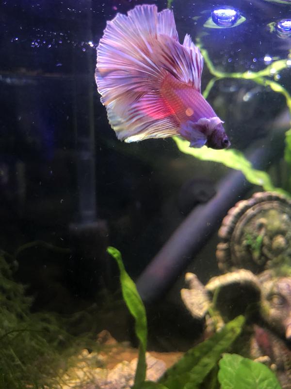Pink Orchid Betta For Sale - Male | Petco
