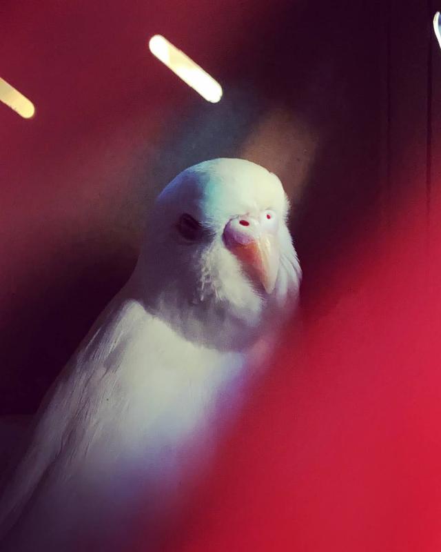 Parakeets for Sale | Buy Fancy Rare Parakeets/Budgies for Sale | Petco