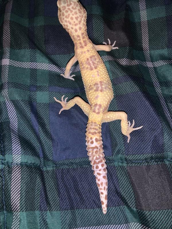 Fluker's Repta+Boost Insectivore Boost, 1.8 oz. | Petco