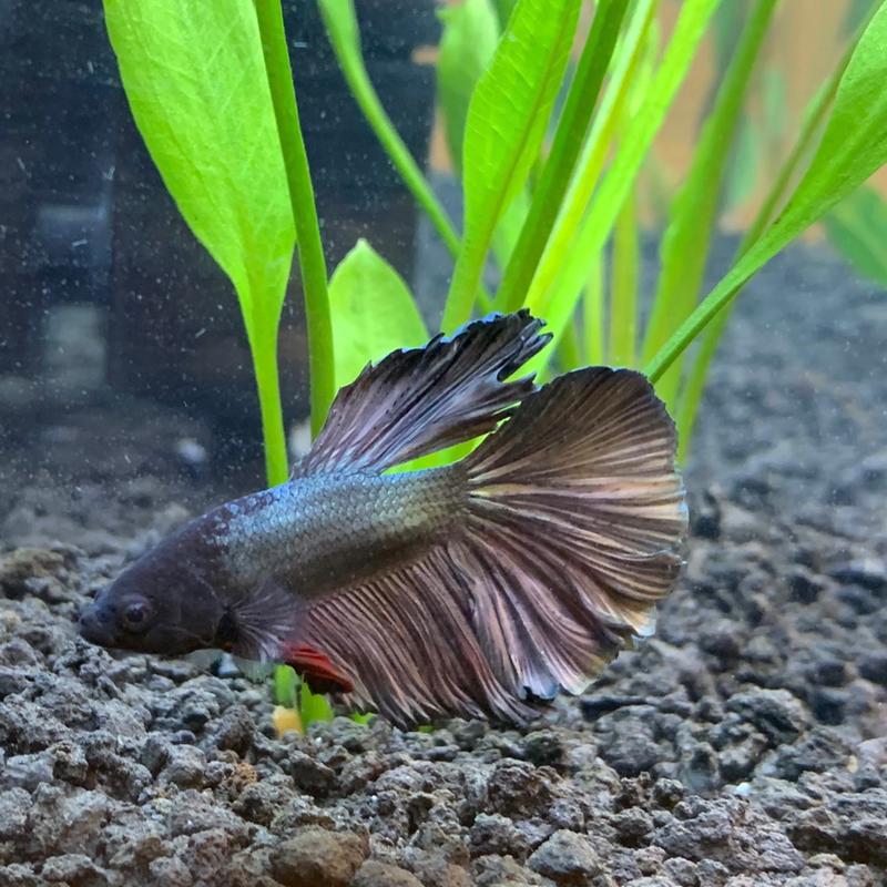 Male Copper Bettas for Sale: Order Online | Petco