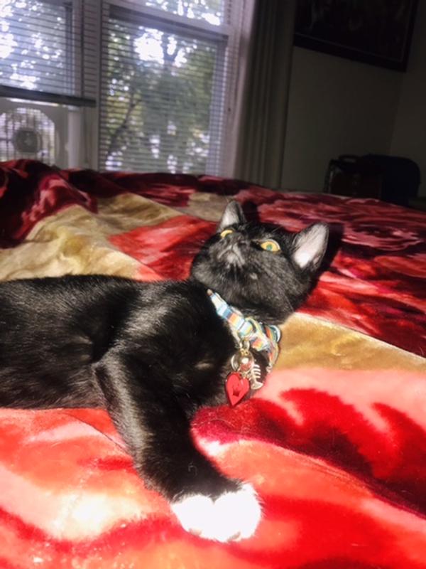 Quick-Tag Heart Personalized Engraved Pet ID Tag, Rainbow, Large | Petco