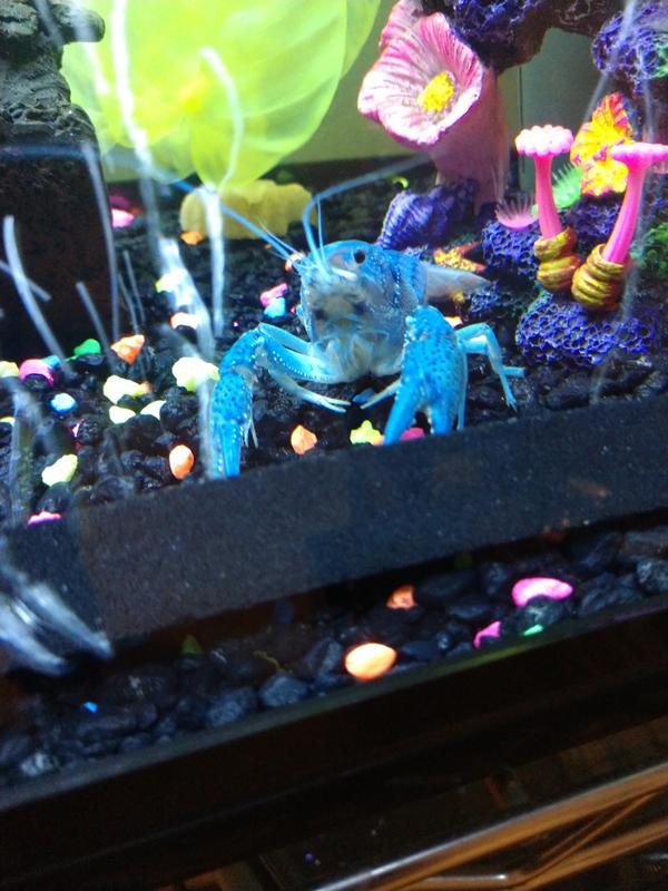 GloFish Black Multi-Color Lagoon Aquarium Gravel, 5 lbs. | Petco