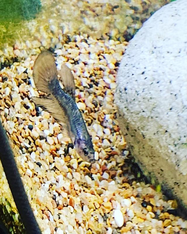 Imagitarium Green Alien Betta Fish: Easy-Care & Colorful