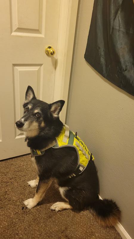 Backcountry x Petco The Modular Dog Harness - Hike & Camp