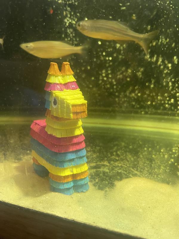 Imagitarium Pinata, Large | Petco