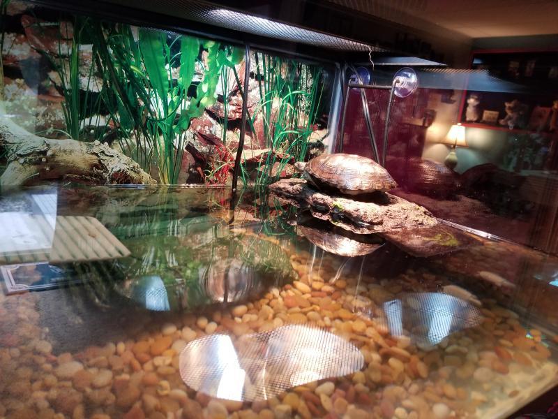 Penn-Plax Double-Sided Aquarium Background, Tropical Blue/Shalescape at ...