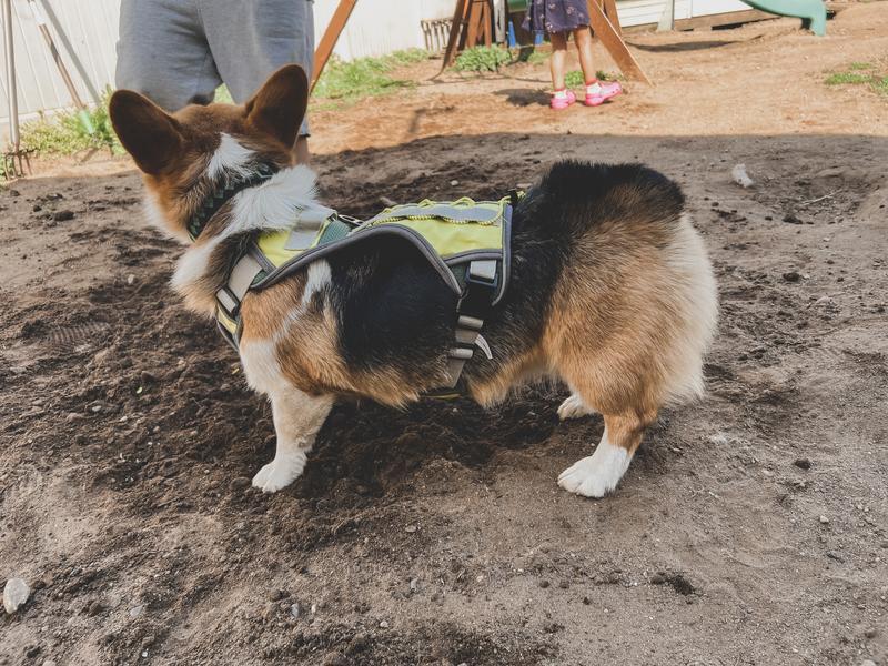 Backcountry x Petco The Modular Dog Harness - Hike & Camp