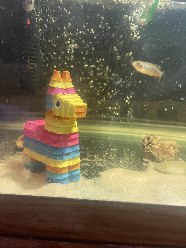 Imagitarium Pinata, Large | Petco