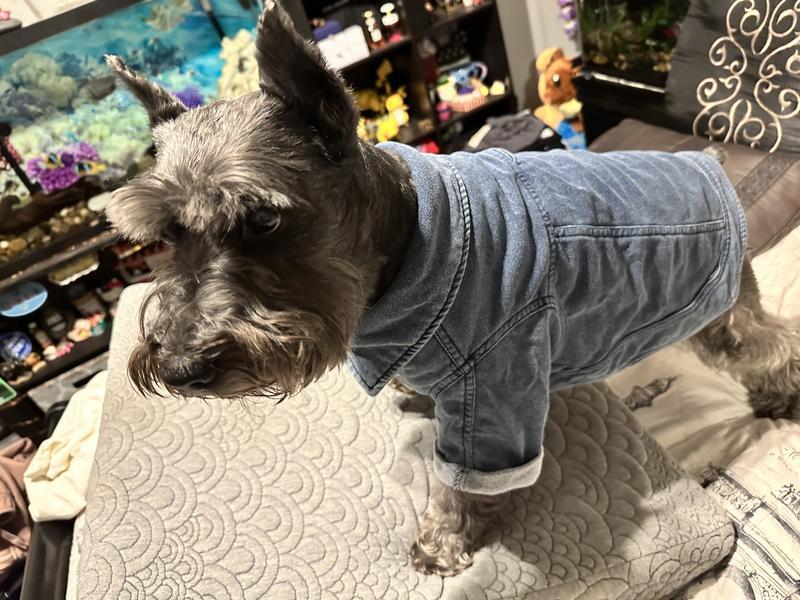 YOULY Denim Pet Jacket, XX-Small | Petco