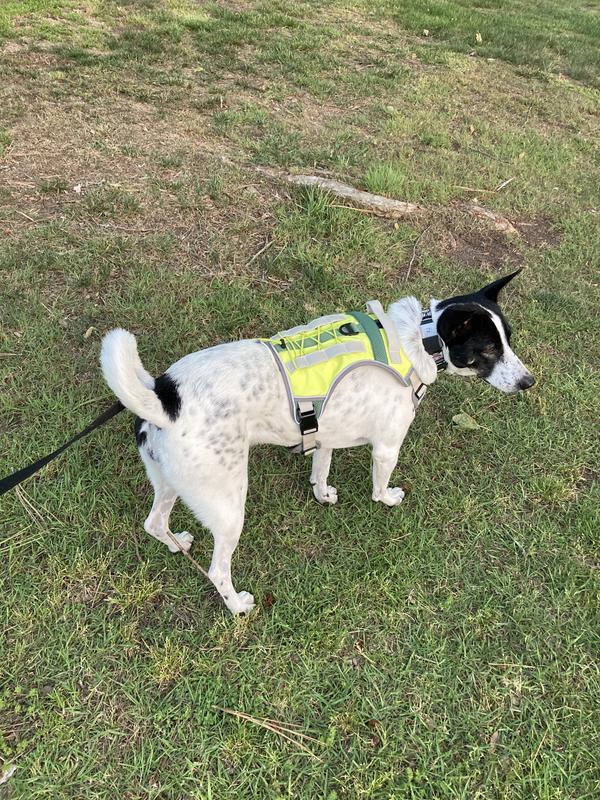 Backcountry x Petco The Modular Dog Harness - Hike & Camp