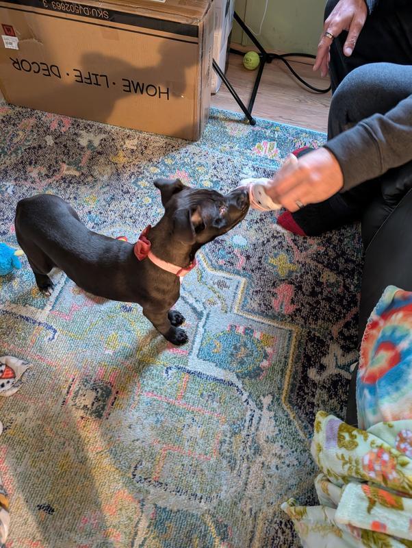 Petco Plush Bunny with Scarf Dog Toy, Small | Petco