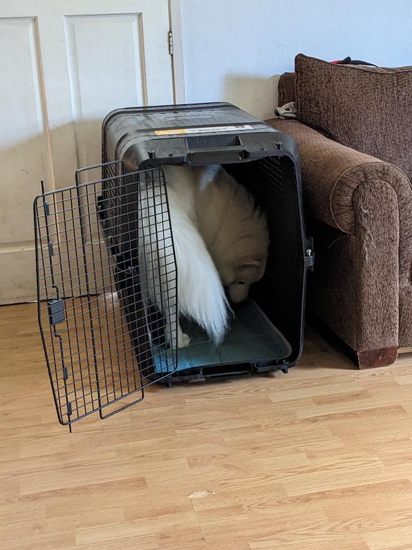 EveryYay Hard Shell PVC Dog Crate Medium 3.01-ft L x 2.1-ft W x 1.9-ft ...