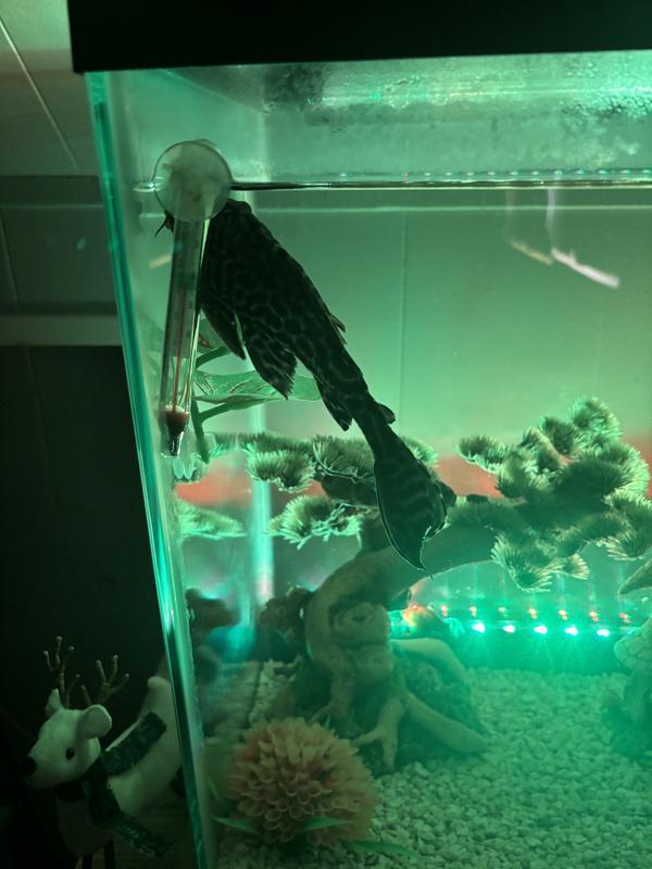 Imagitarium Double Leaf Betta Perch, Small | Petco