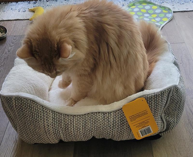 EveryYay Gray Orthopedic Luxe Rectangle Cat Bed, 20"x18"x7" | Petco