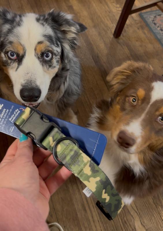Youly Multiple Colors/Finishes Dog Collar, Medium 3877650 at Lowes.com