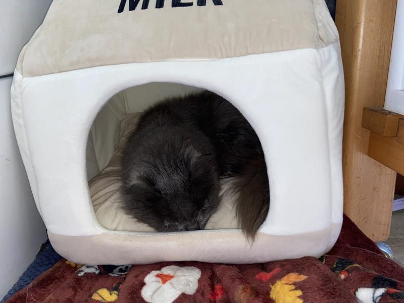 EveryYay Milk Carton Hooded Cat Bed, 14" L X 14" W X 16" H | Petco