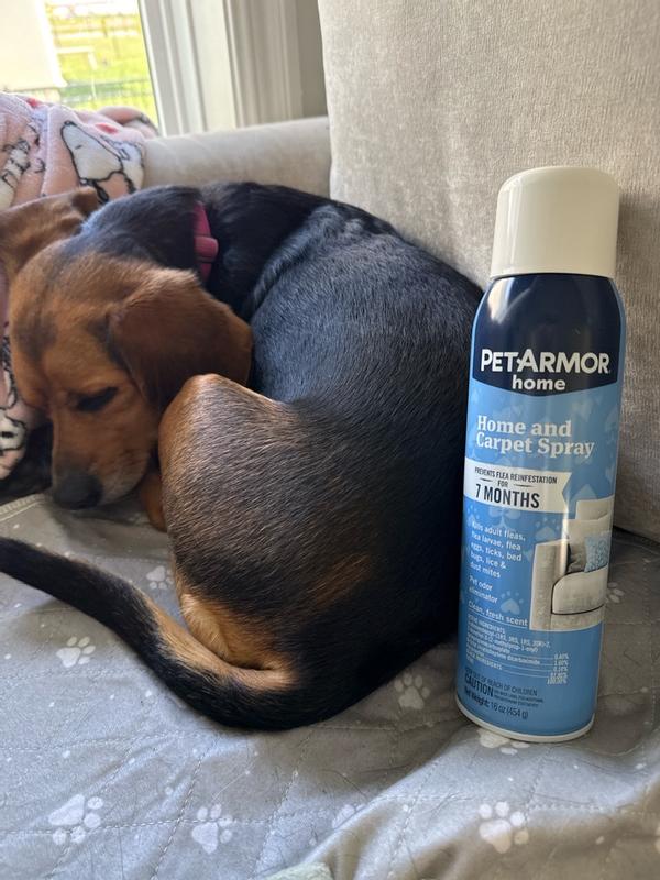 PetArmor Home and Carpet Fleas and Ticks Pet Spray, 16 fl. oz. | Petco