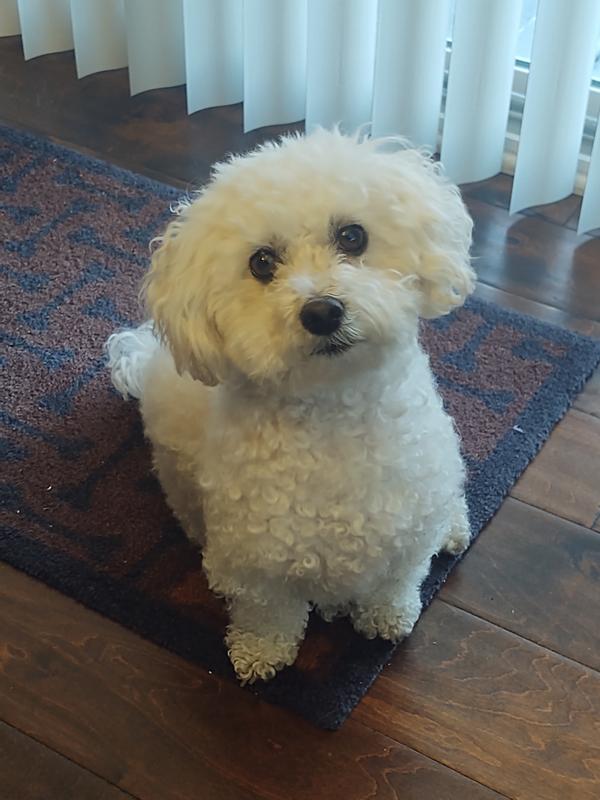 Pet Honesty Probiotic Soft Chews for Dogs: Digestion & Immunity