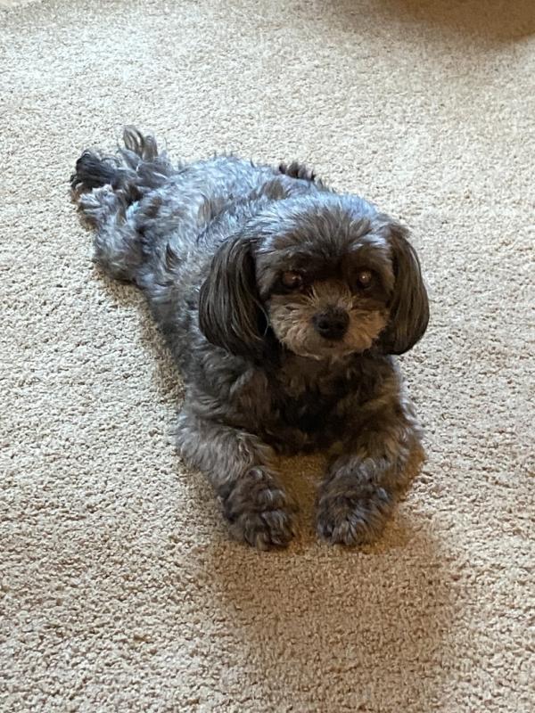 Pet Honesty Bladder Health Cranberry Bacon Flavor Soft Chews for Dogs ...