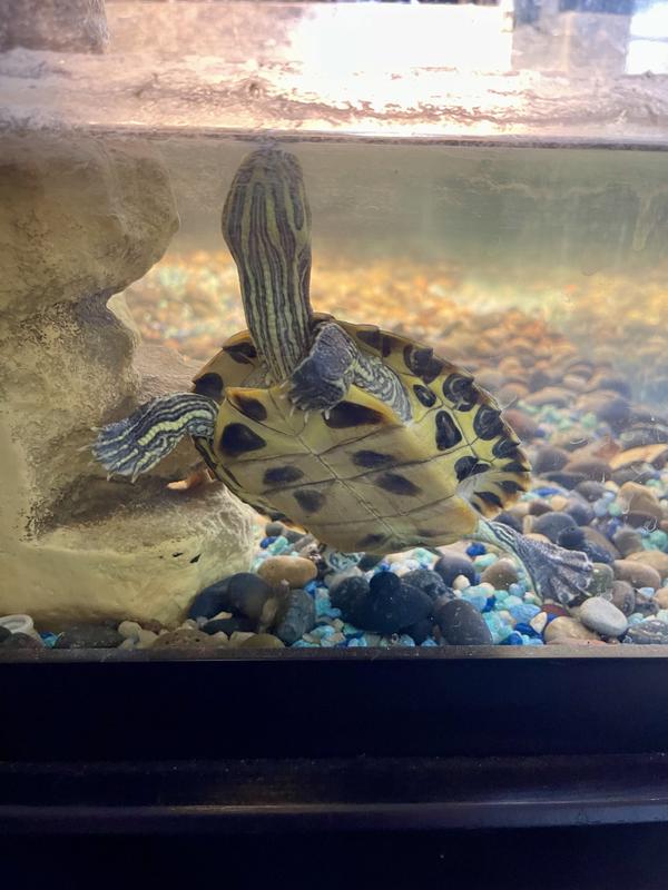 Petsmart turtles store
