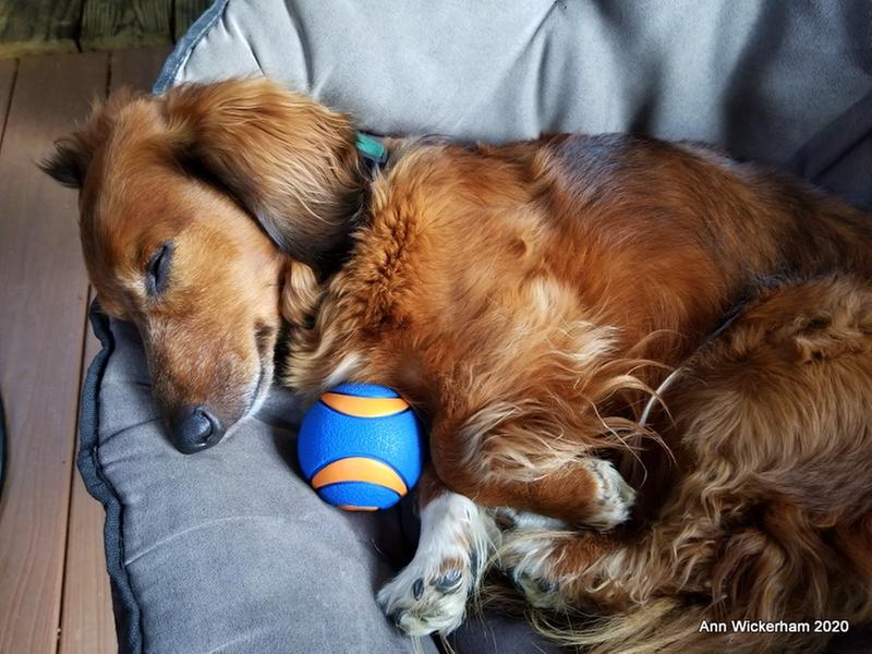 Quotfancyquot Ball At Petsmart Chuckit!® Kick Fetch Ball Dog Toy