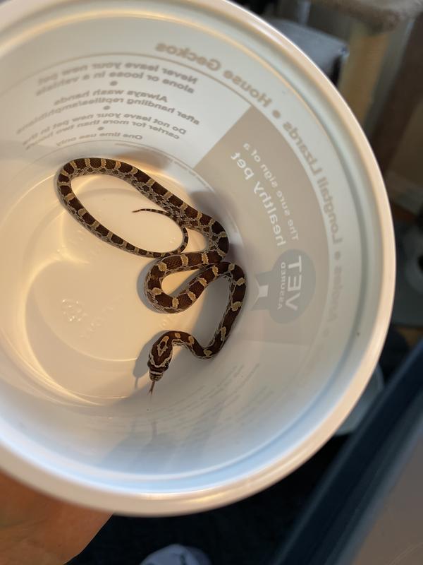 Fancy Corn Snake Colors
